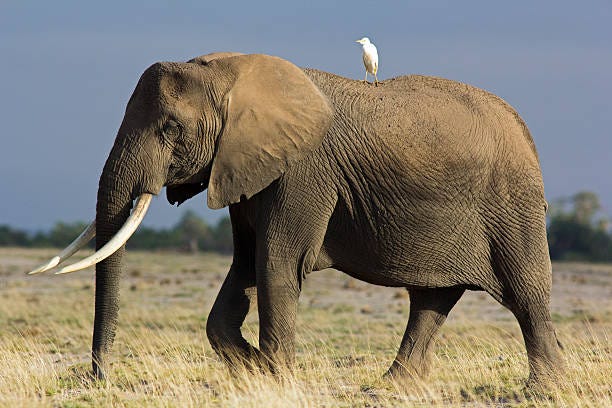 An Introduction to Ibis for Python Programmers | by Marlene Mhangami | Towards Data Science