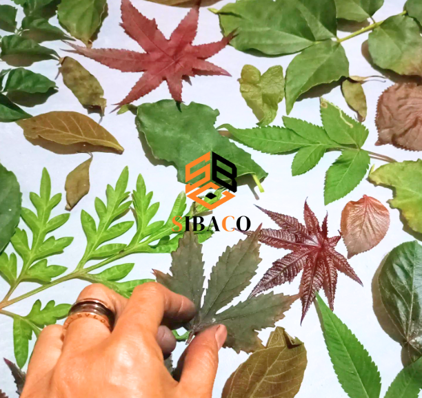 Tips Memilih Daun Tumbuhan Guna Produksi Batik Ecoprint Pasuruan | by ...