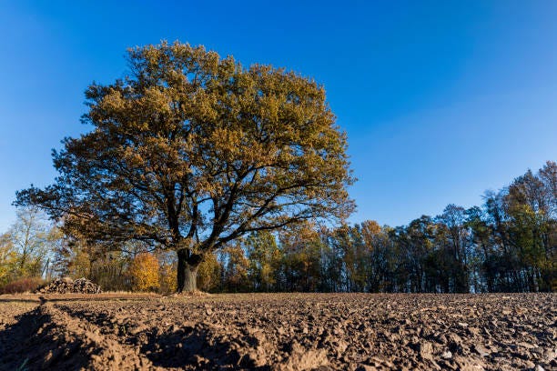 Shaking the Tree: The easiest way to loose people in life , Just ask ...