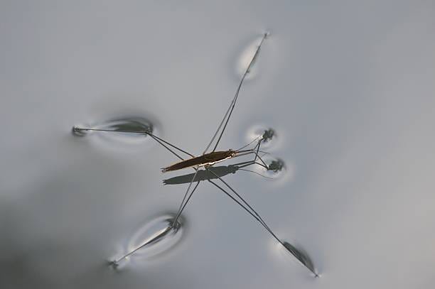 Ode to a Water Skeeter - Creative Passions 💖 - Medium