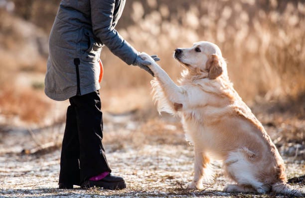 Top 8 reasons why everyone should have a GOLDEN RETRIEVER | by Zunaira ...