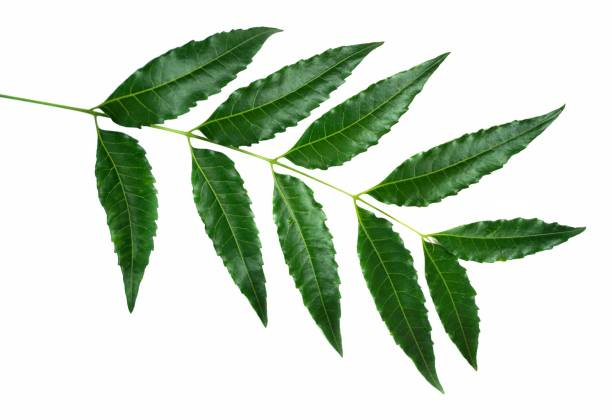 10 wonderful benefits and uses of Neem : Neem Health Benefits - Jesica ...