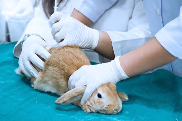 Do Animals Deserve Better Treatment? | by Kate H. | Medium