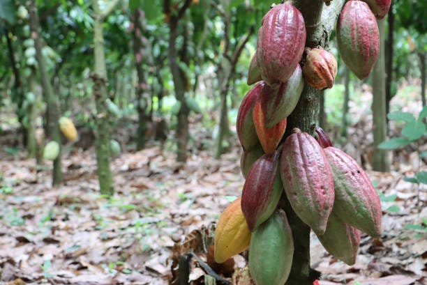 How Cocoacoin is Revolutionizing the Cocoa Industry: Addressing Key ...