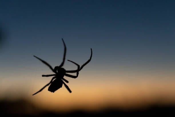 Las Vegas Spider: A Close Lens At The 5 Unique Species Of Nevada ...