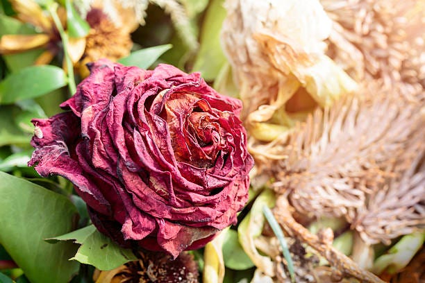 Every Scent Leaves a Memory.. A Whiff of Nostalgia | by Nimi Glows | Oct, 2024 | Medium
