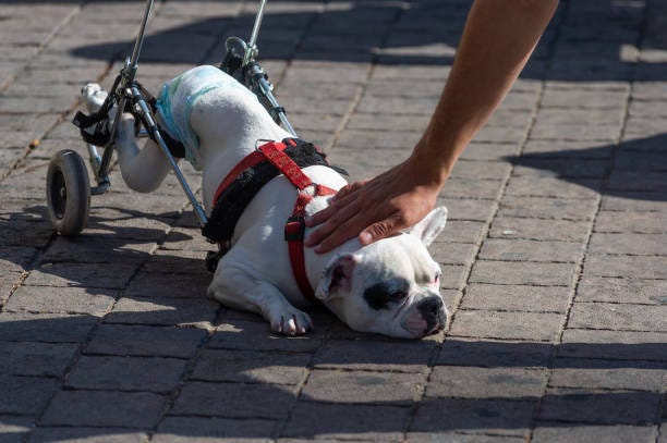 Everything You Need to Know About Sudden Paralysis in Dogs | by Jordan ...