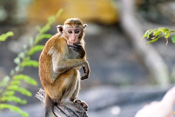 “Monkeypox: 10 Must-Know Facts You Can’t Ignore” | by Talal Khalidd ...