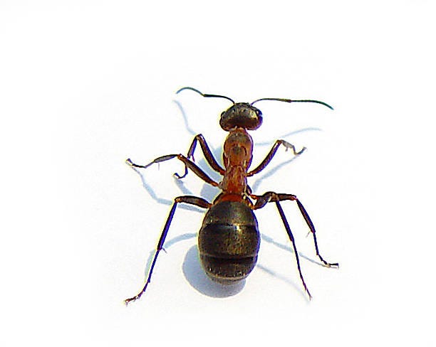 Ants In Alabama: Studying The 3 Most Important Ants In Mississippi ...