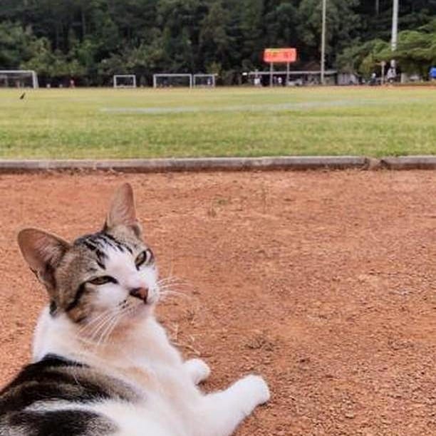 Automatic feeder dan identifikasi kucing ITB 🐱 | by Matthewbima | Medium