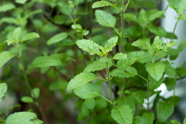 The Immunity-Boosting Power of Tulsi Drops | by Ayurveda and Wellness ...