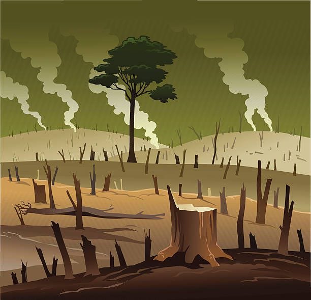 Deforestation. from pinterest | by Deena | Medium