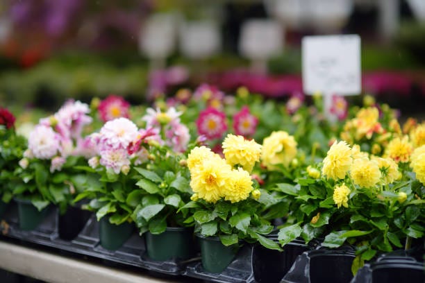 Received new plants from top online nurseries- Here’s the steps to take ...