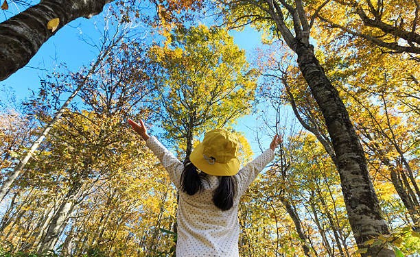 Tree Data Structure. Application and Types of Trees. | by Julia Gatina ...