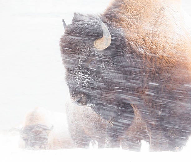 Charge Forward Like the Buffalo | Your True Direction