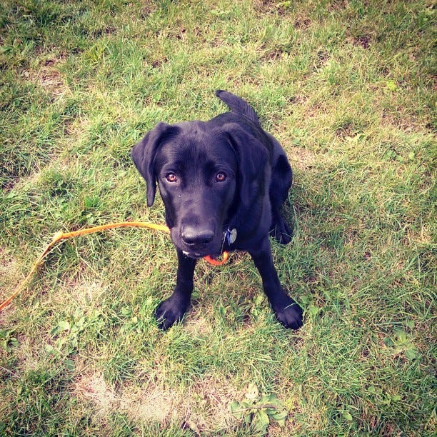 Mac: The Puppy with a Purpose. Mac was born at the Guiding Eyes for ...