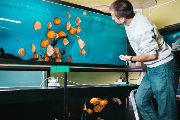 An Aquarium Maintenance Course Will Teach You the Basics of Aquatic ...