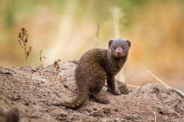 Mongoose populate made easy. You can never understand everything… | by Uzochukwu Ben Amara | Medium