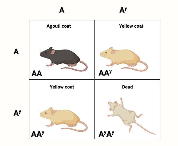 Lethal Alleles: A Genetic Phenomenon | by Muhadis Riaz | Nov, 2024 | Medium