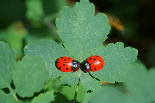 No Two Bugs Are The Same. I’ve always compared myself to other… | by CK ...
