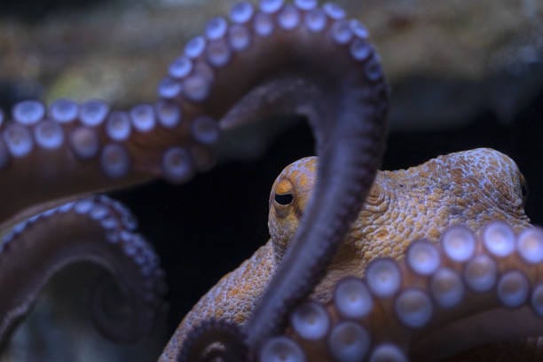 Octopus Hands. “There is no food for a lazy man” | by Britney John | Medium