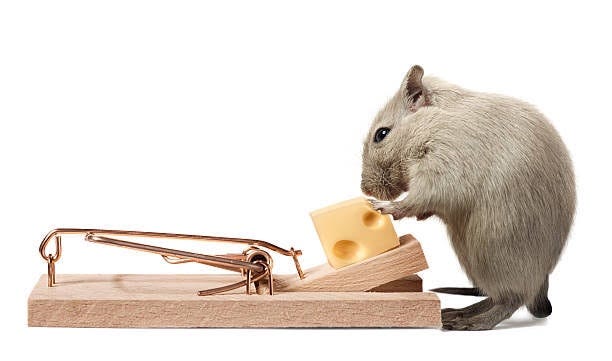 Creatures of habit. Britannica definition of habit is “A… | by Onwumere ...