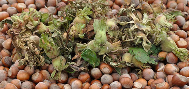 HAZELNUTS - Hazelnut Store - Medium