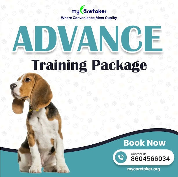Best Pet Advance Training Package in New Delhi. | by My care Teker | Medium