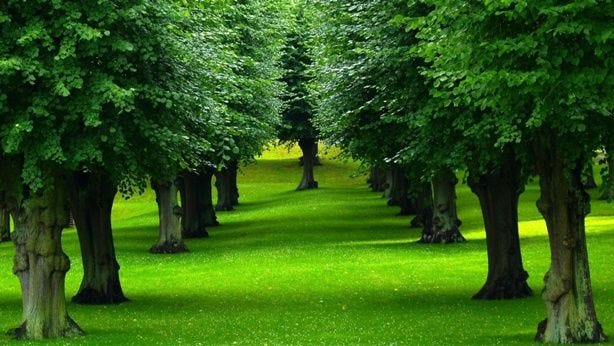 How do trees produce oxygen. apnursery | by Waqar Ali | Sep, 2024 | Medium