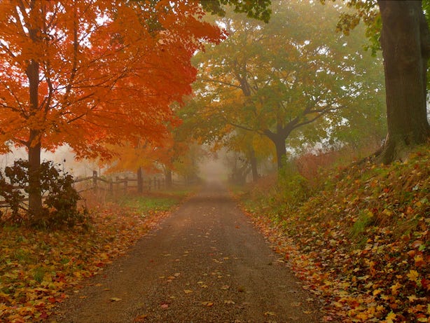 Revive The Archive: Michelle Pease’s “November” (2010) | by The York ...