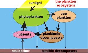 Components Of Marine Ecosystem