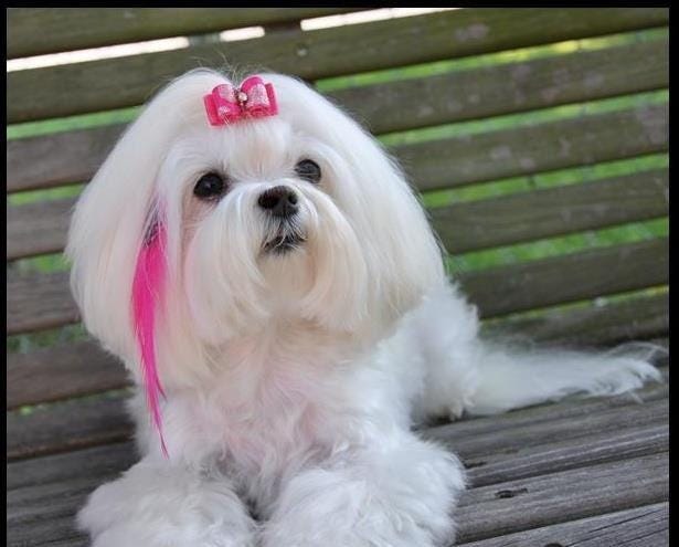Top 6 right hair extension Styles For Pet - Aymentahir - Medium