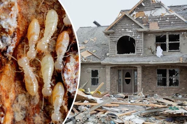 Termites Destroy House