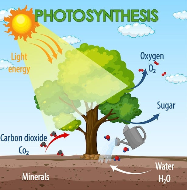 The Green Magic: Unveiling the Wonders of Photosynthesis; | by Zoni ...