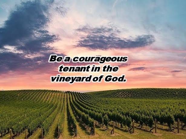 The Parable of the Vineyard: A Lesson in Responsibility and ...