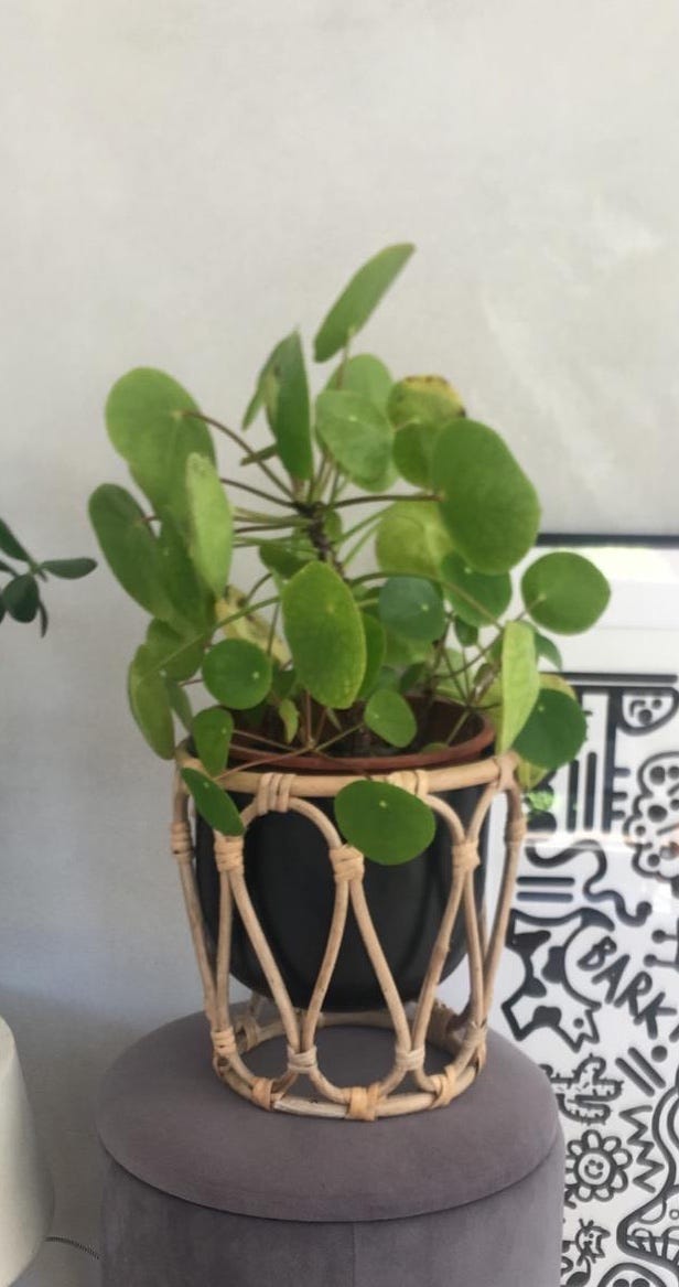 The Writer’s Tree. #1. A Writer’s Life: Water the Writing Tree… | by ...