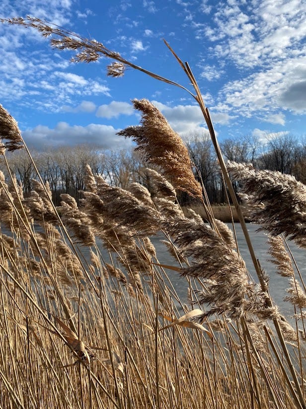 Warm Walks, Nature Shots and Saving Graces | by Barb Dalton | SNAPSHOTS ...