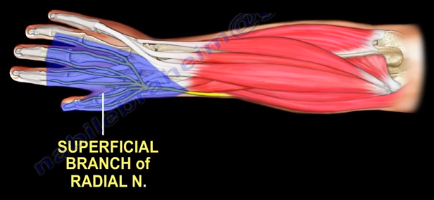 Wartenberg’s Syndrome. The superficial branch of the radial… | by Nabil ...