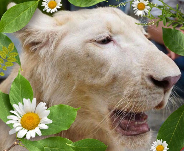 Bellingcat Challenge: A Proud Creature | by Dam Coffee | Medium