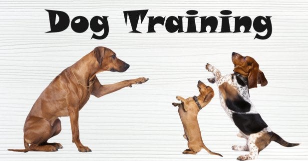 Know how Dog Exercise and Training is Essential in Daily Life | by AAA ...