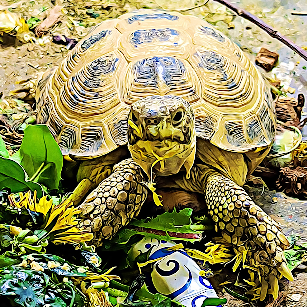 Tortoise Talk