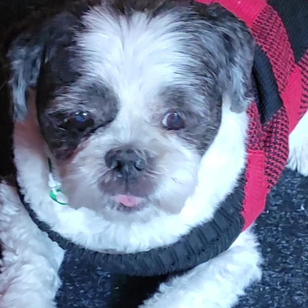 The Gentle Power of “Blep” — Adapting Neurodivergent-Friendly ...