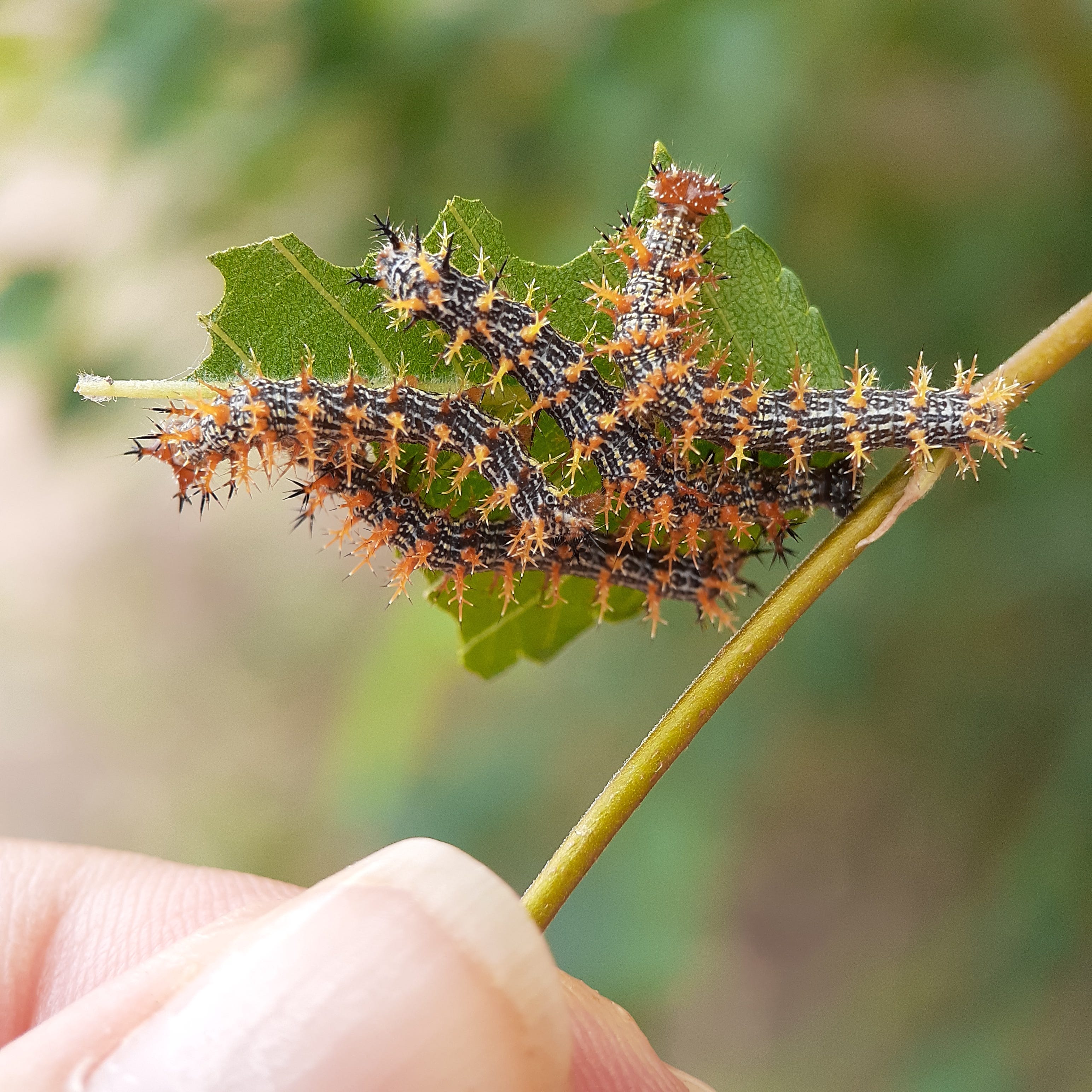 Question Mark Butterfly Caterpillar