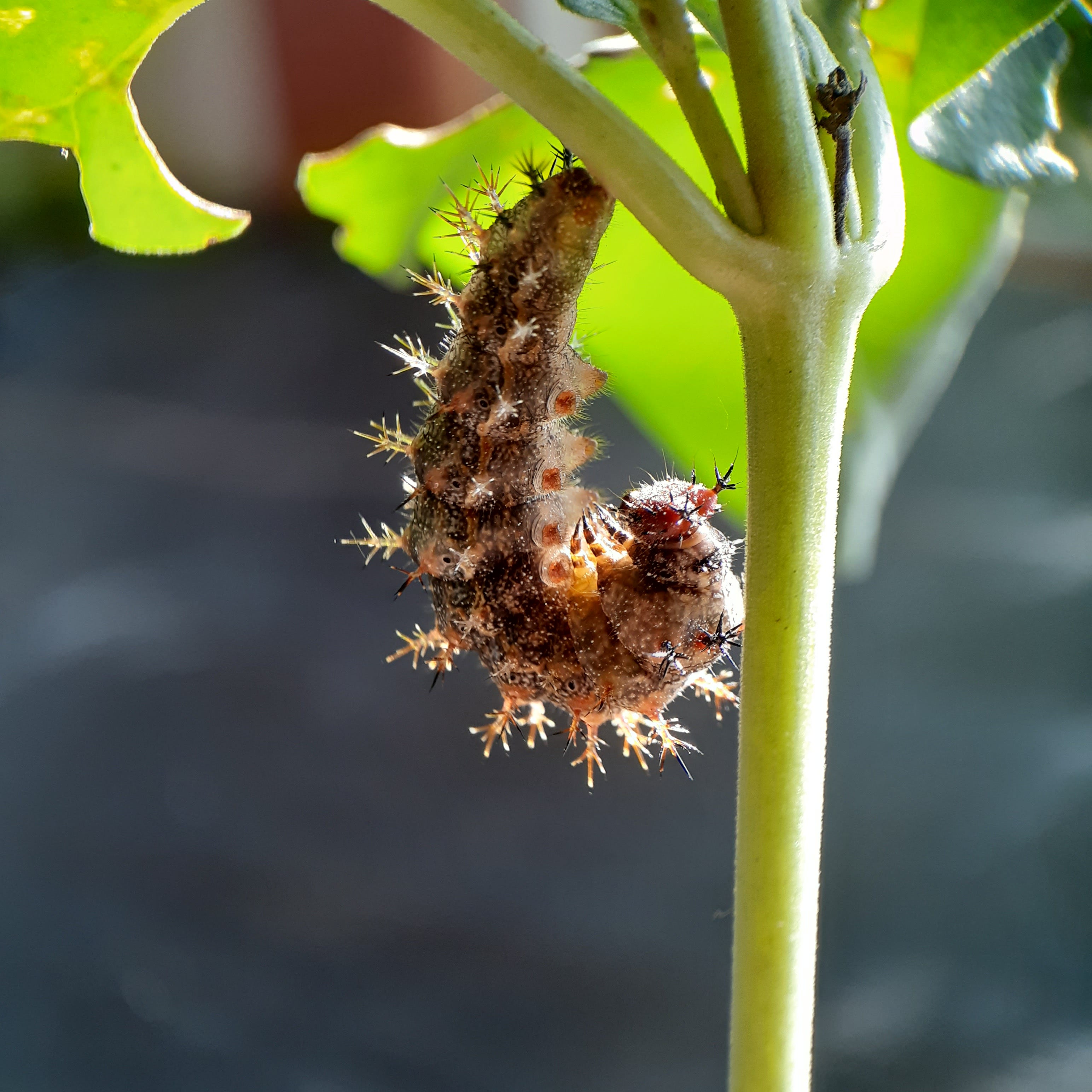 Question Mark Butterfly Caterpillar