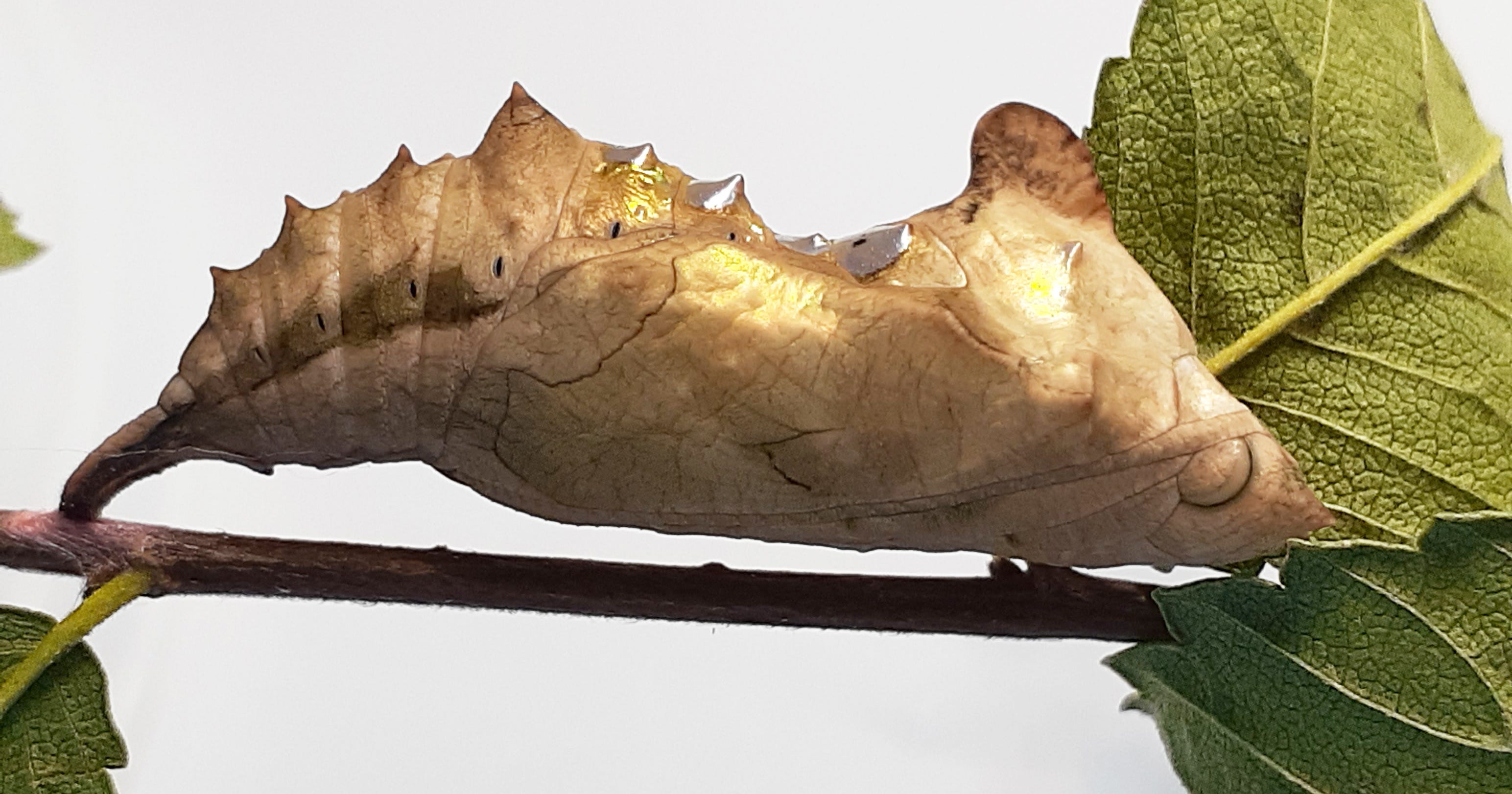 Question Mark Butterfly Chrysalis The Enchanted Tree: Raising Question