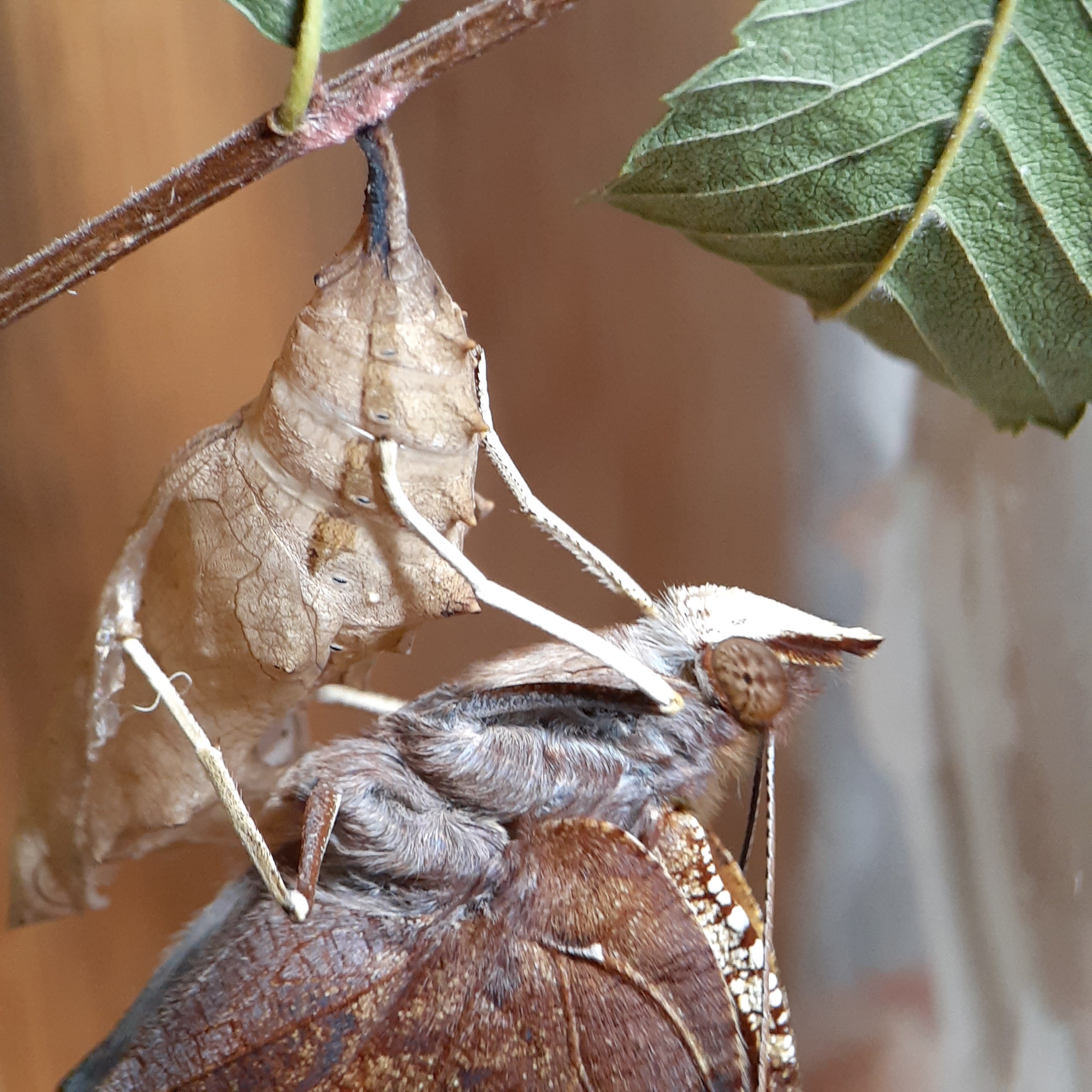 Question Mark Butterfly Chrysalis The Enchanted Tree: Raising Question