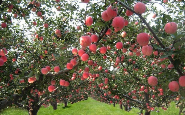 Summary of orchard bird damage treatment methods | by hanhewenhua | Medium