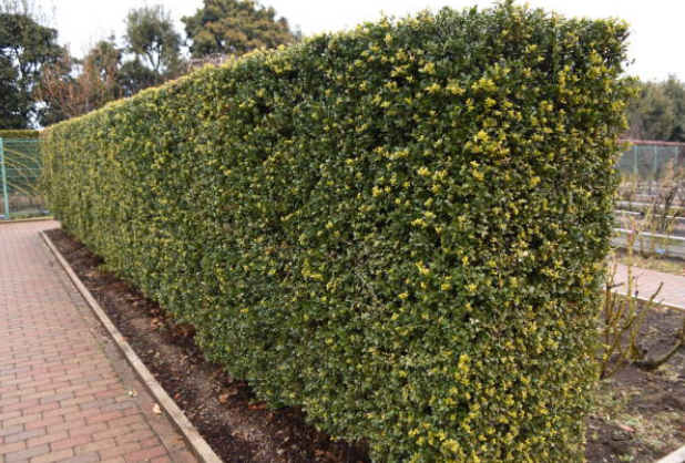 Eternal Greenery: Exploring the Timeless Appeal of Yew Hedges | by ...