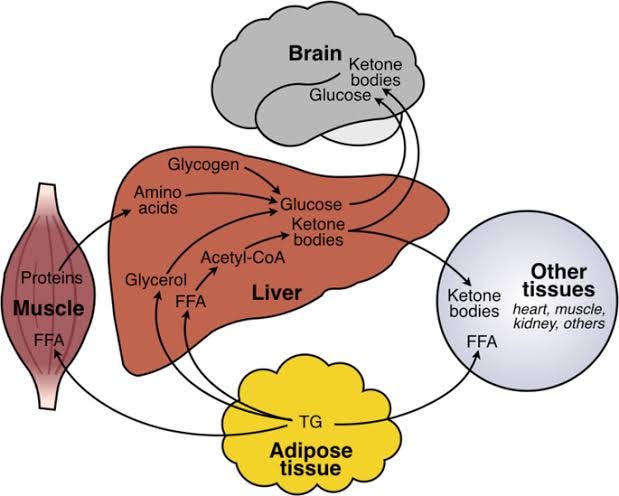 ‎The Power of Ketones — Answers To Why You Won’t Die After Fasting for ...