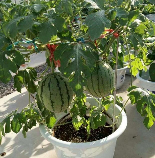 The Ultimate Guide to Planting Watermelon in Containers | by fengye ...